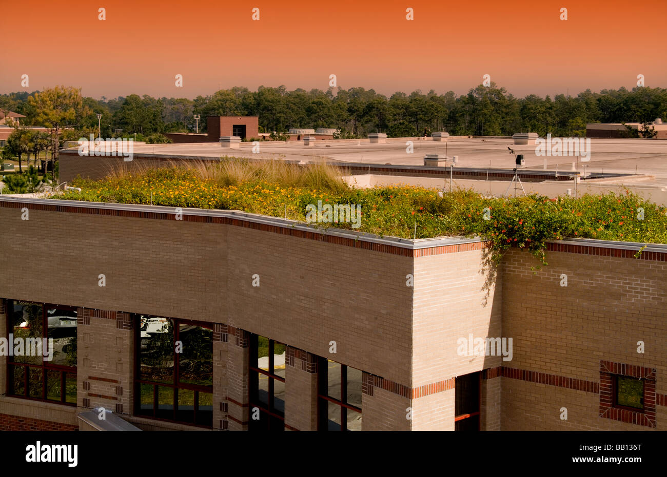 Green roof with plants on college roof to conserve energy and save ...