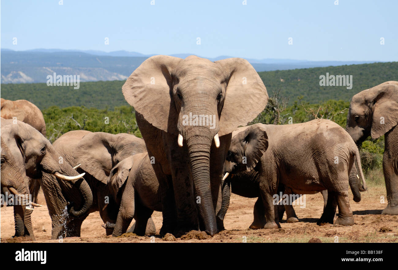 Matriarch elephant hi-res stock photography and images - Alamy