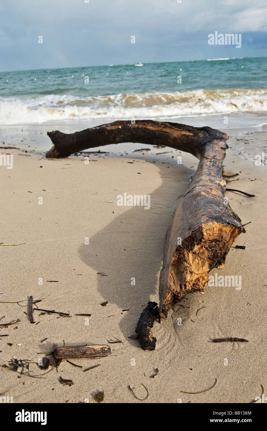 Driftwood on beach Stock Photo - Alamy