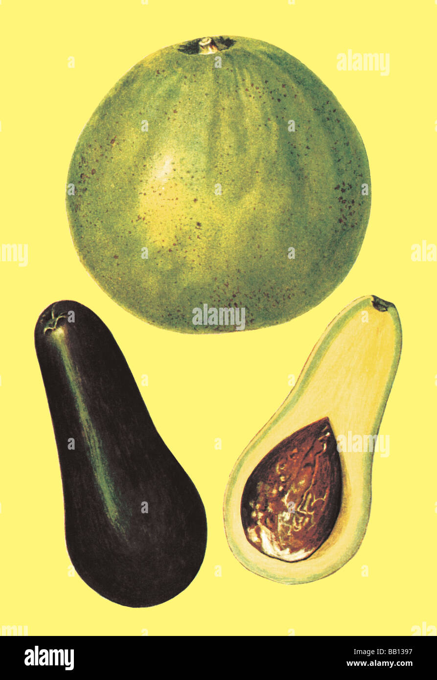 Alligator pears hi-res stock photography and images - Alamy