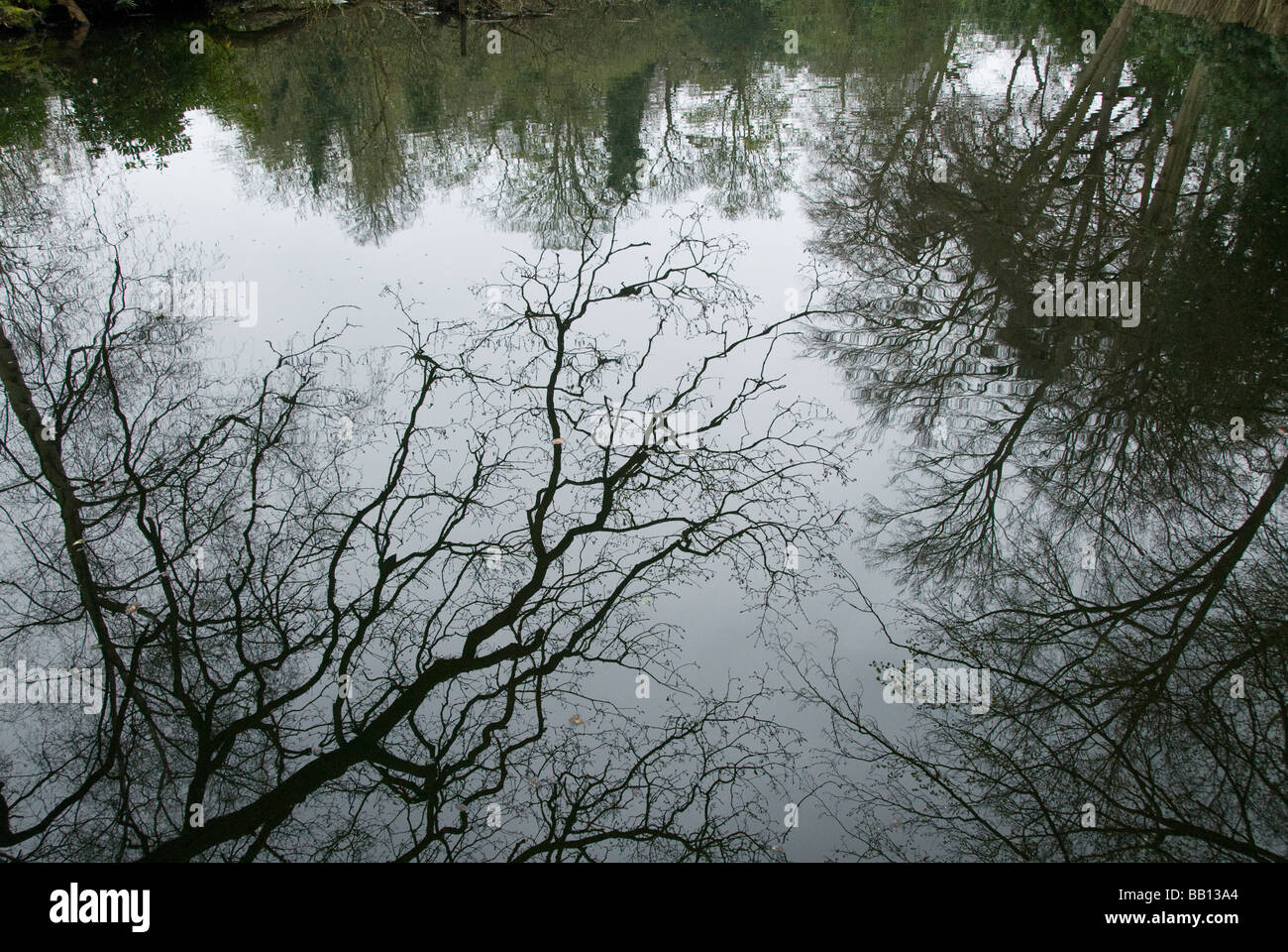 Winter Trees reflected in water, Keston Ponds, Kent, England, UK Stock ...