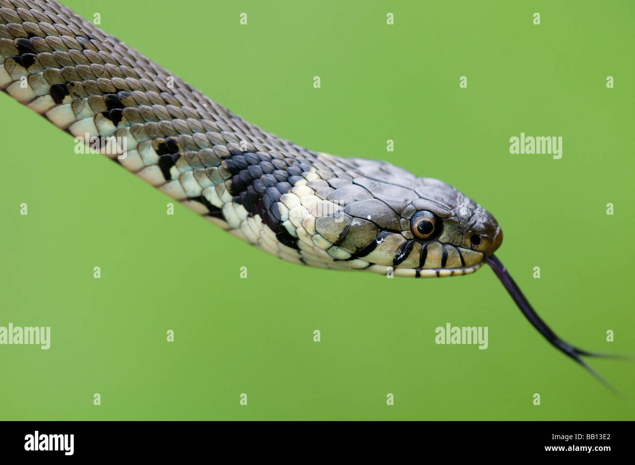 Air snake hi-res stock photography and images - Alamy