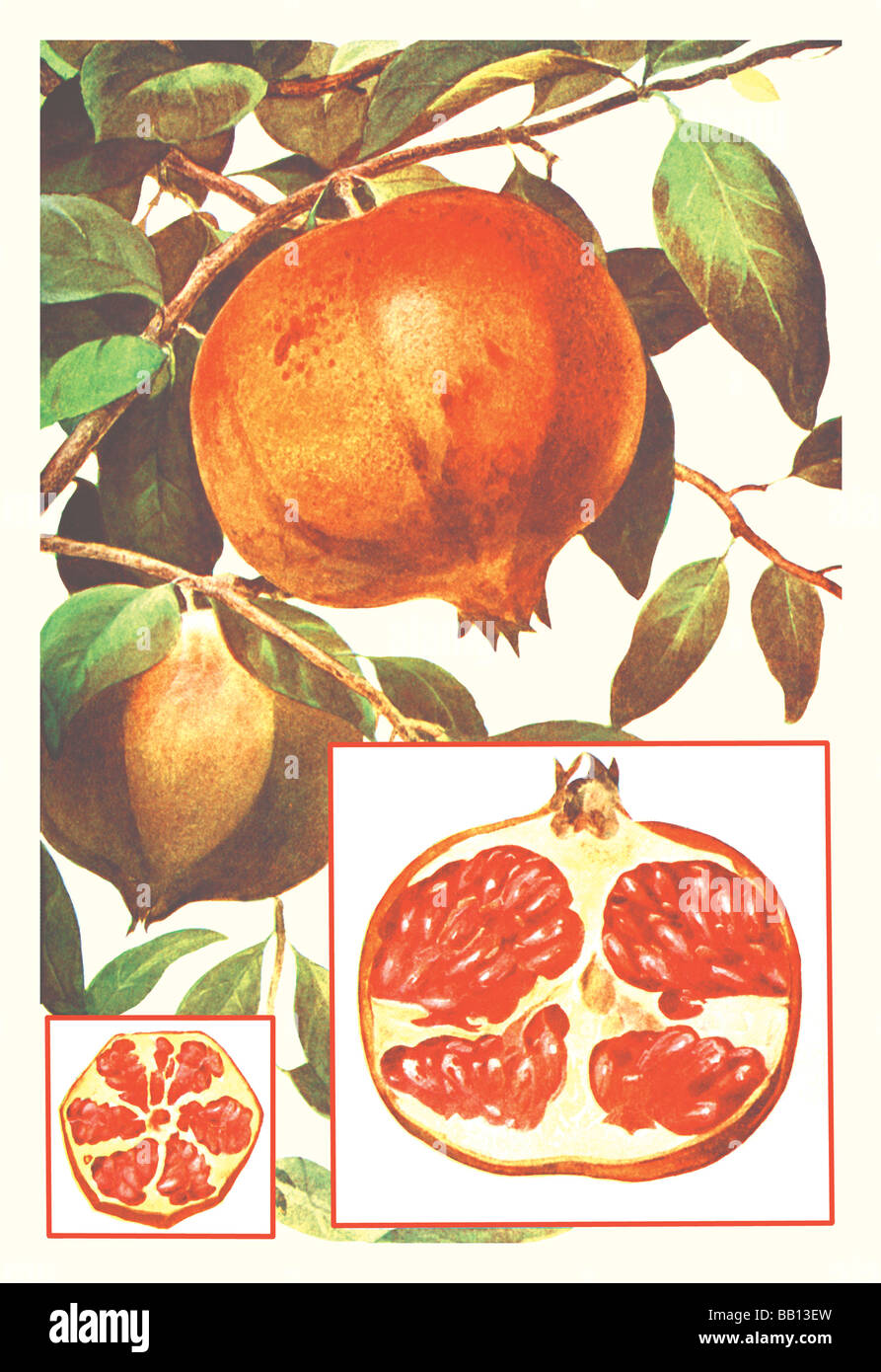 Pomegranate design hi-res stock photography and images - Alamy