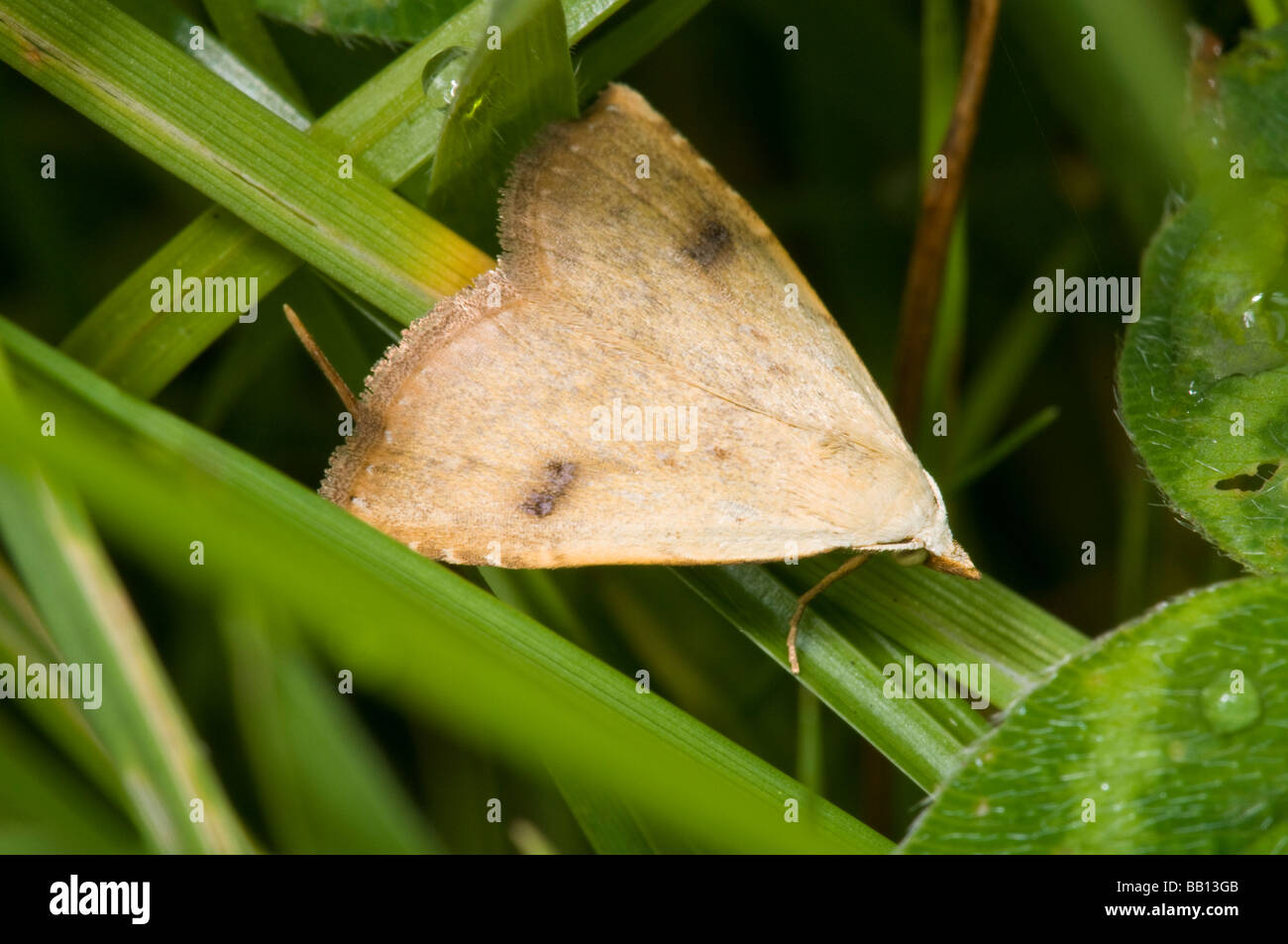 Dot moth hi-res stock photography and images - Alamy