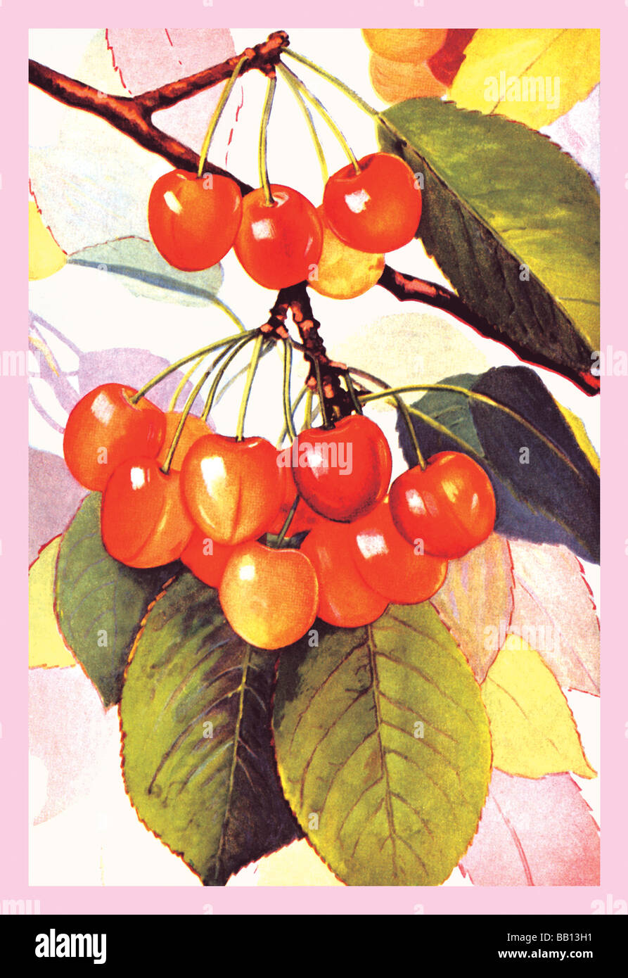 Cherries design hi-res stock photography and images - Alamy