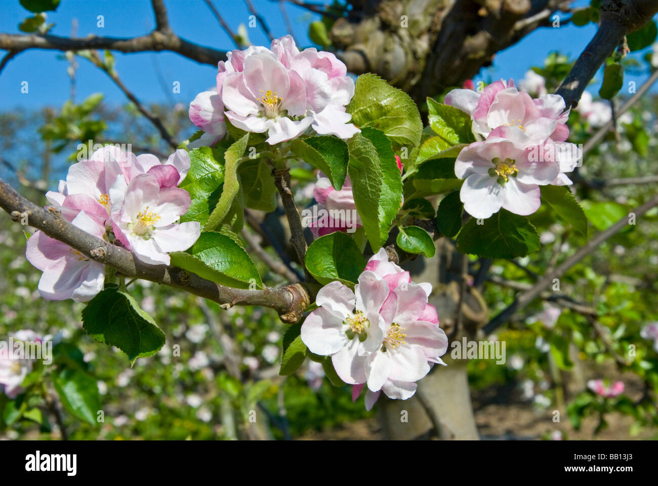 Flower Of Kent Apple Tree Fruit