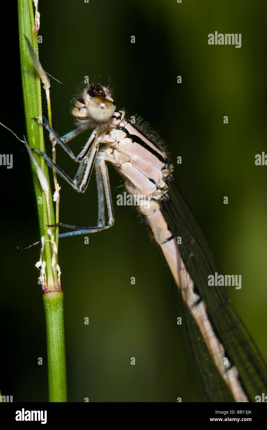 Common Blue Damselfly Stock Photo - Alamy