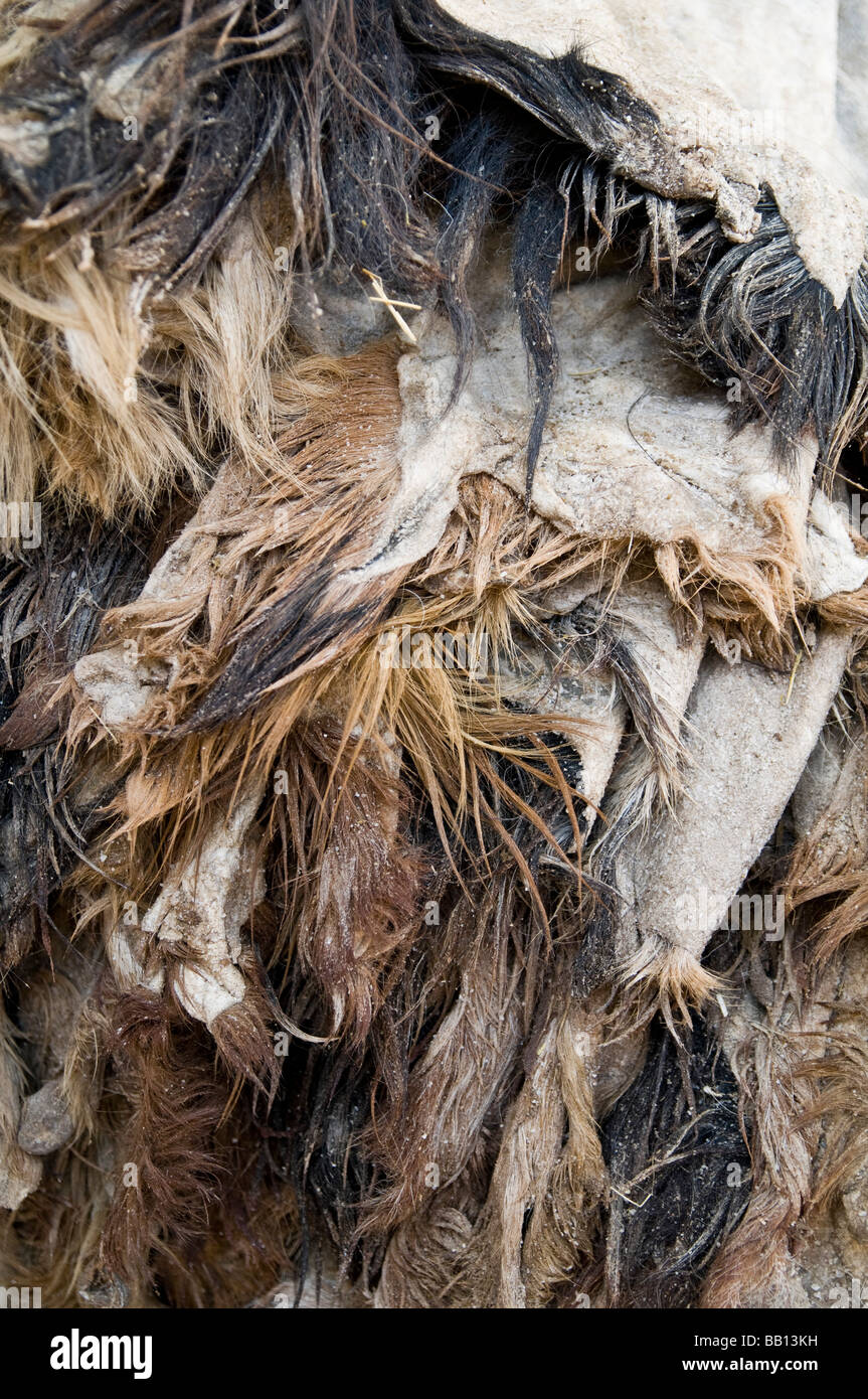 Piles of animal skins waiting to be stripped of their fur by being ...