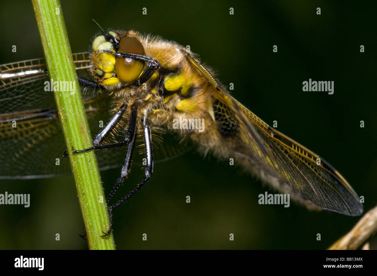 Four-spotted Chaser dragonfly Stock Photo - Alamy