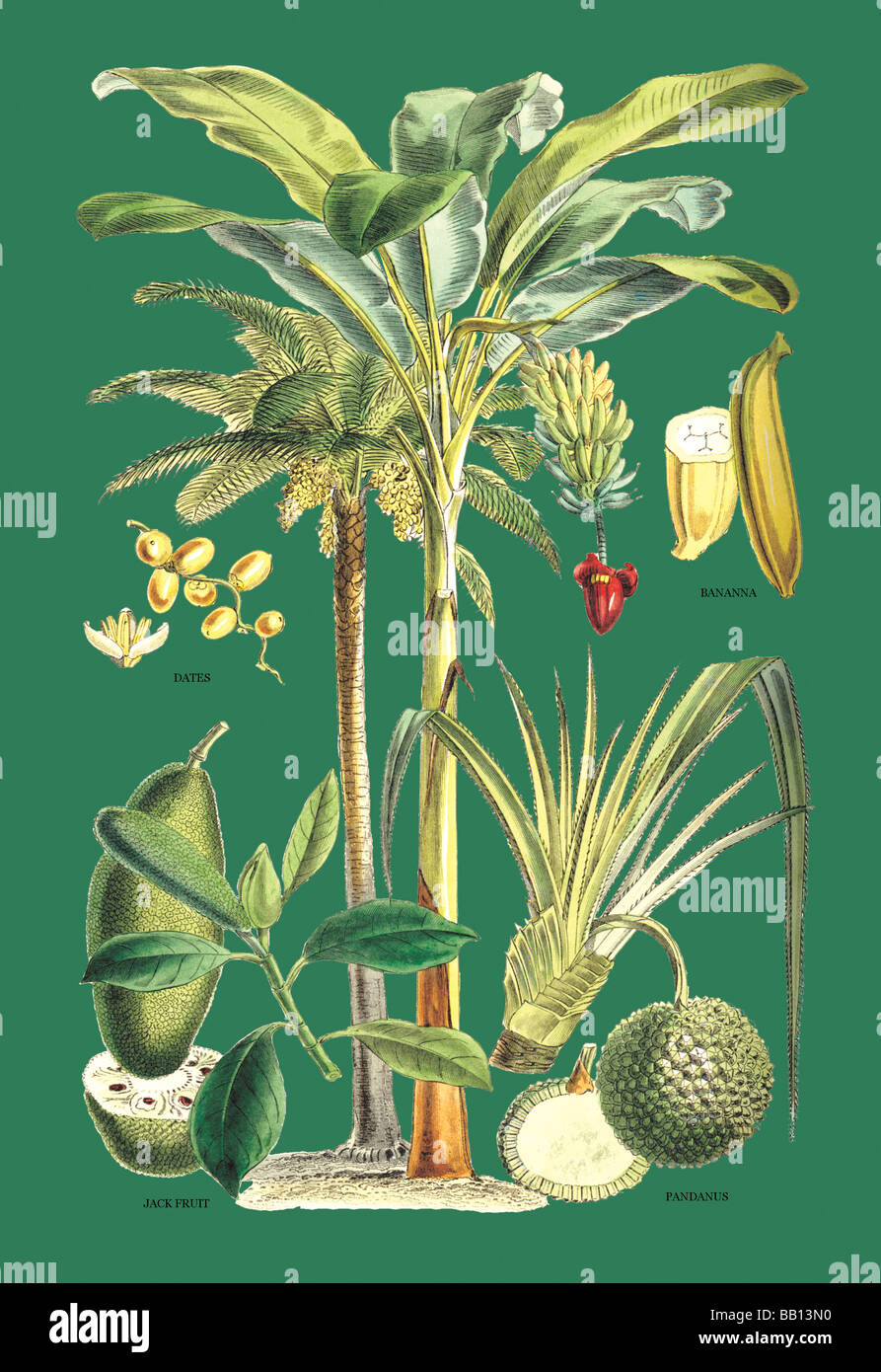 Plants Used as Food Stock Photo - Alamy
