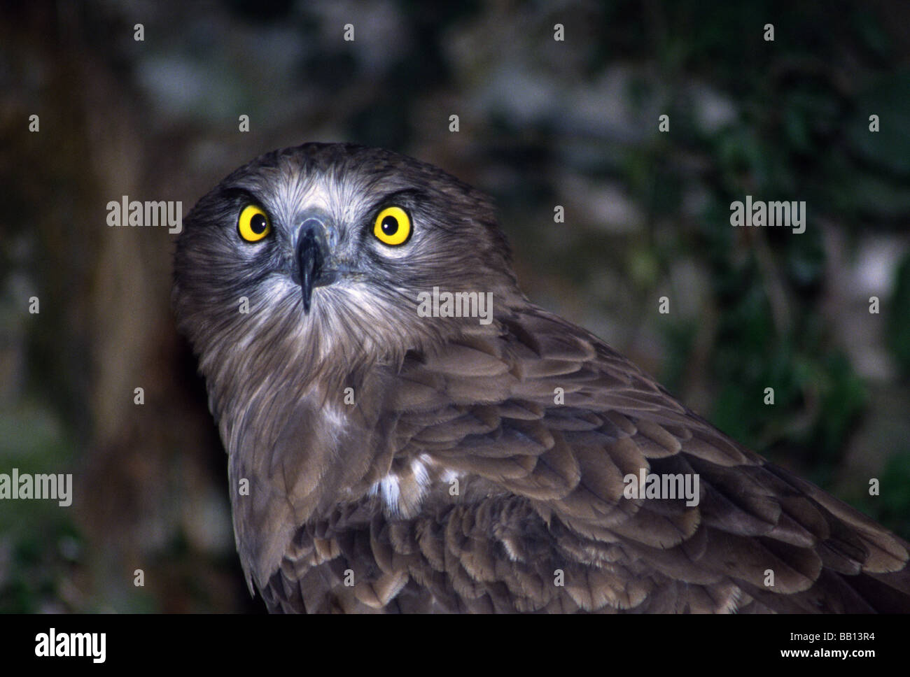 Ethiopian eagles hi-res stock photography and images - Alamy