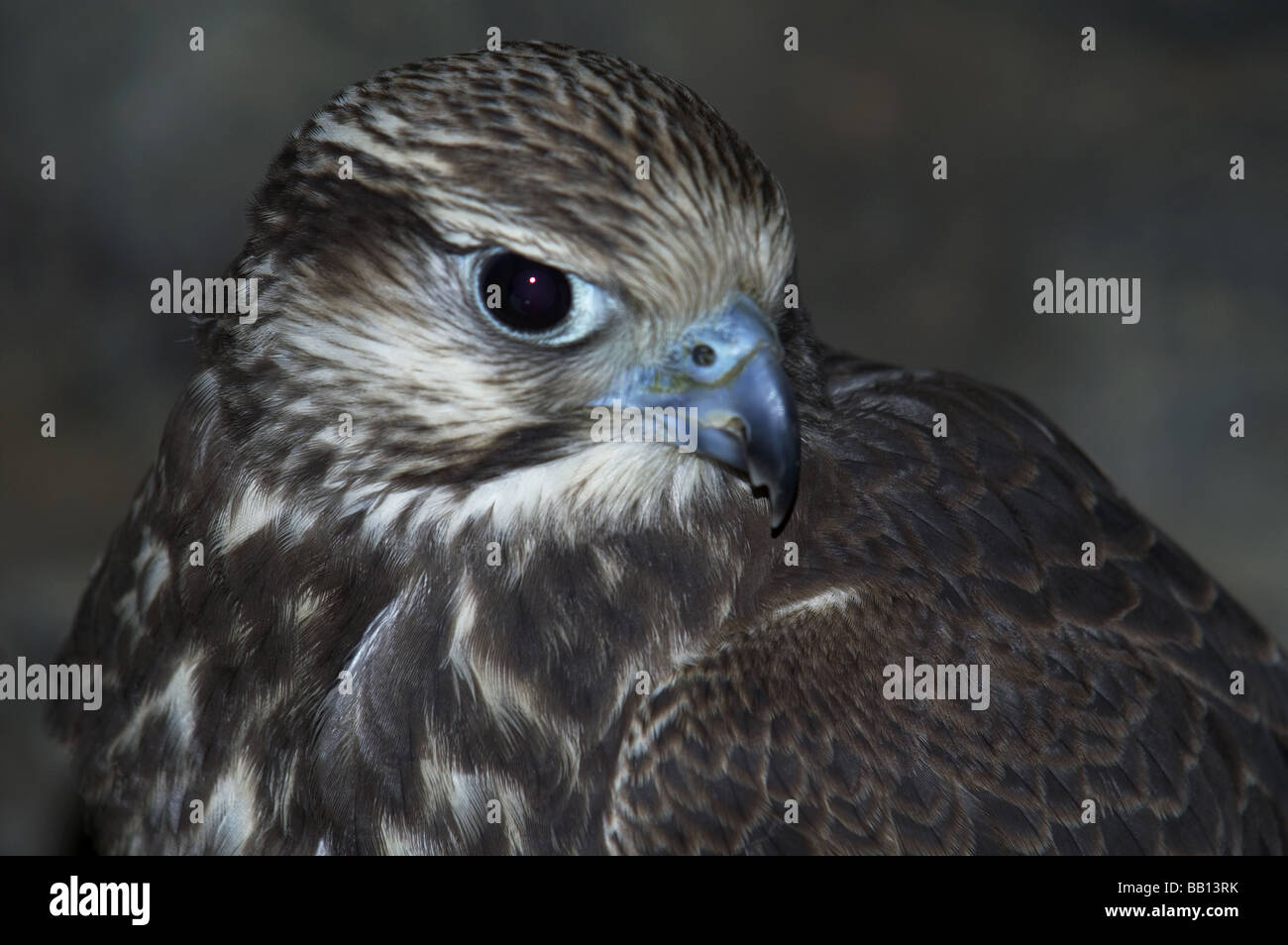 Falcon.Laggar Falcon 'Falco jugger' Immature .Head & shoulders only ...