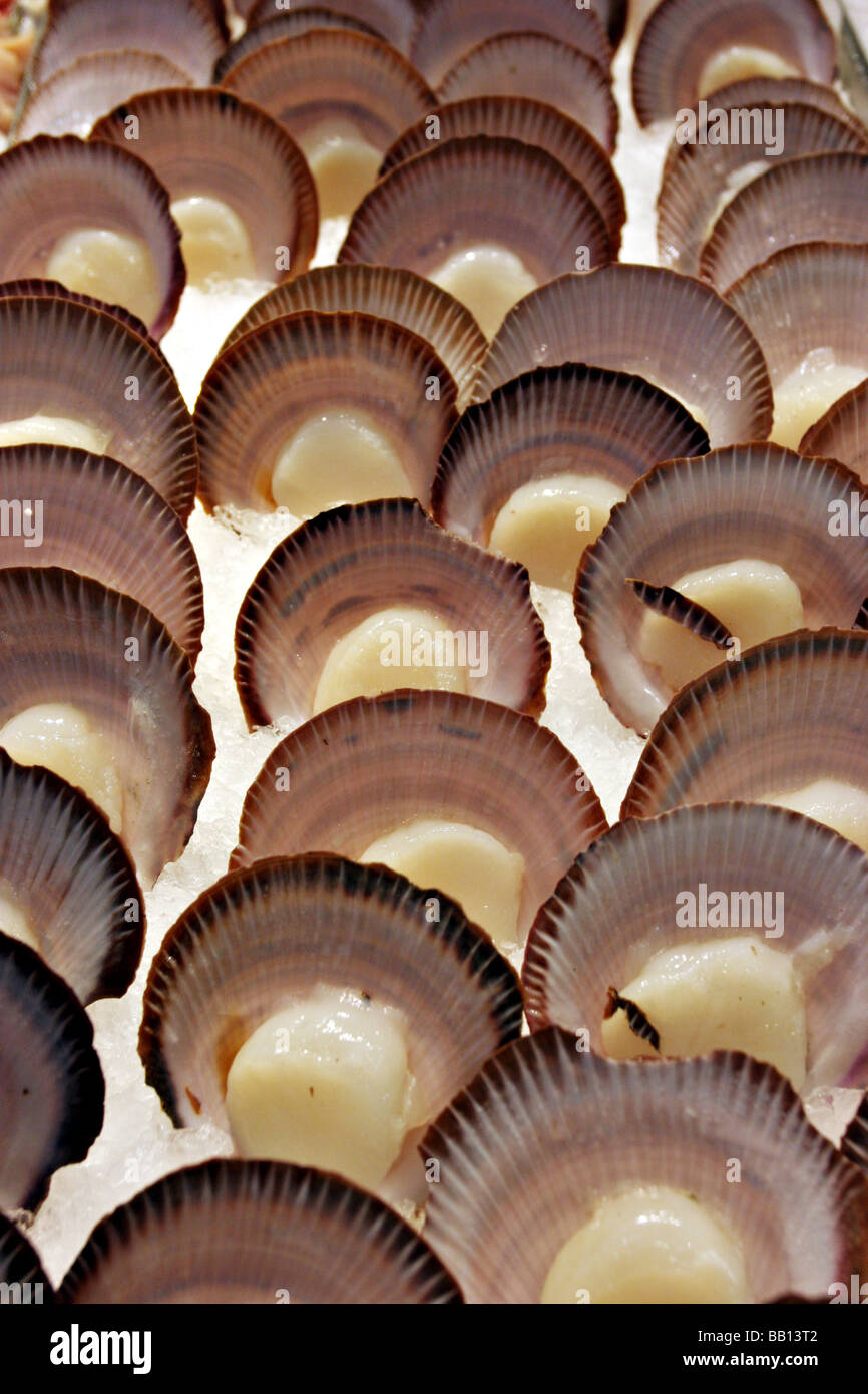 Whole Scallops In Shell