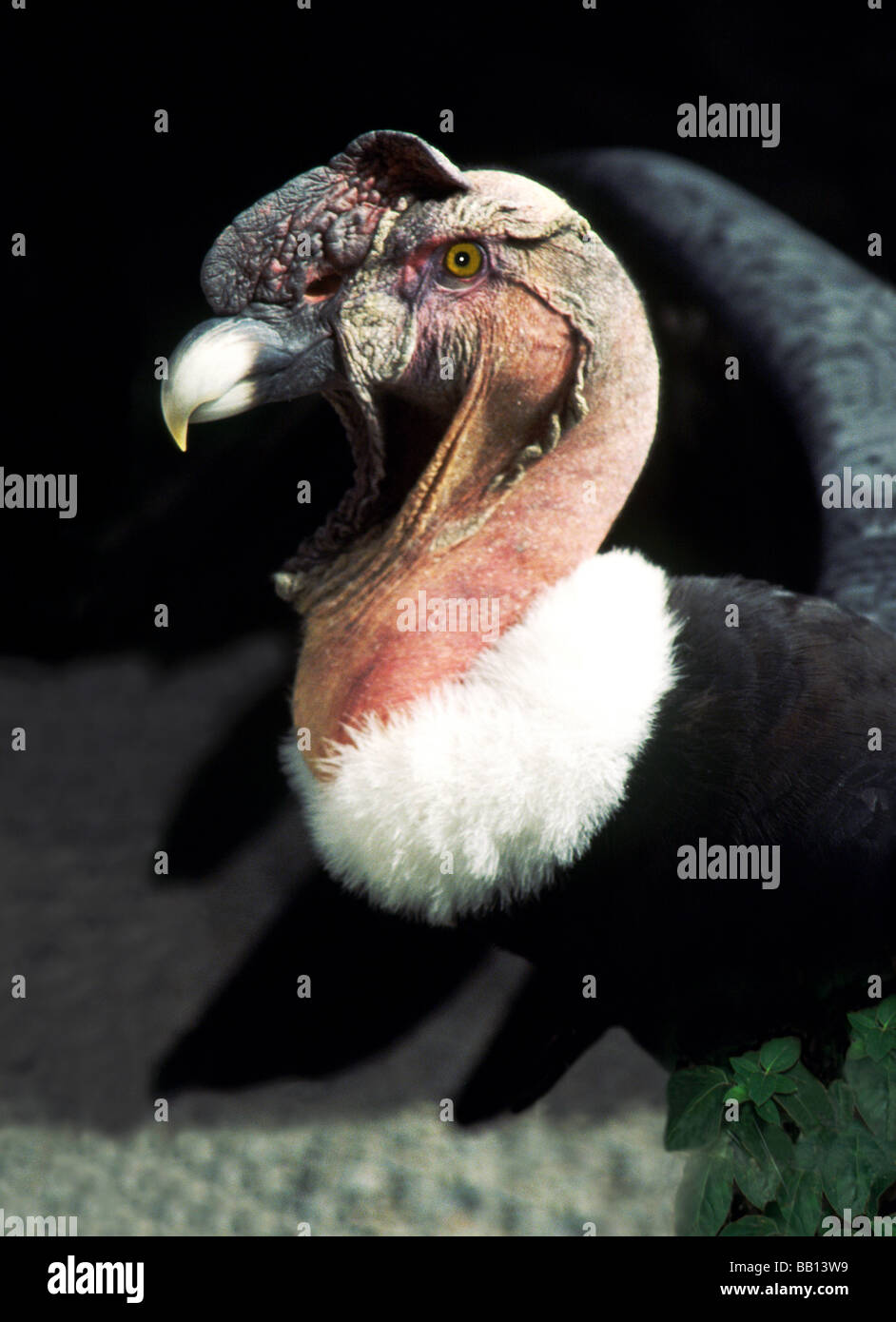 Vulture.Andean Condor 'Vultur gryphus' Adult. Head and shoulders only ...