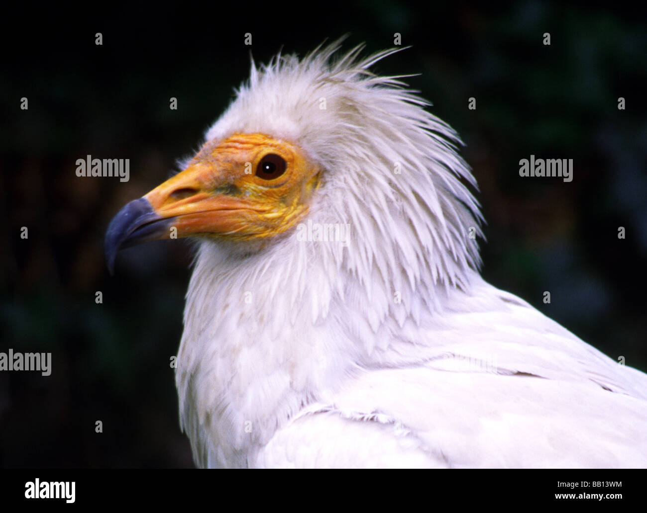Egyptian Vulture Head