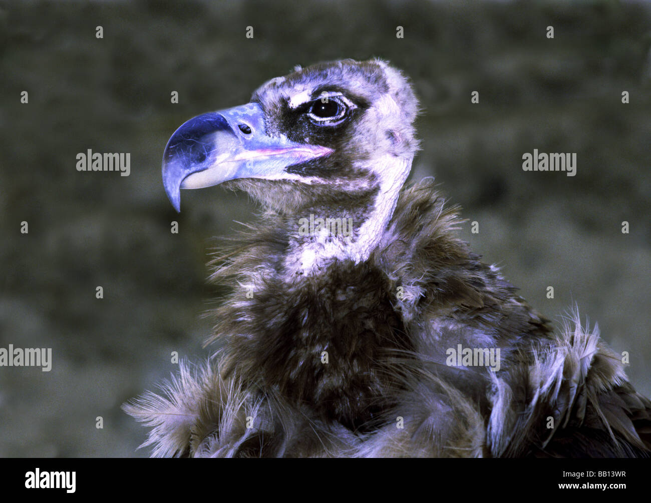 Ethiopian vultures hi-res stock photography and images - Alamy