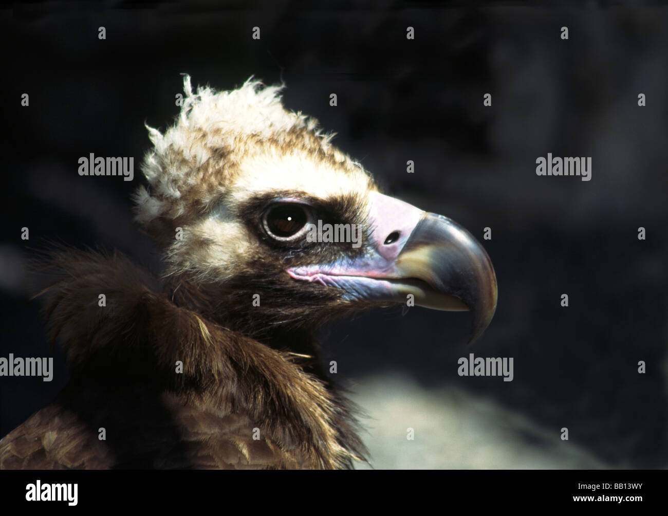 Ethiopian vultures hi-res stock photography and images - Alamy