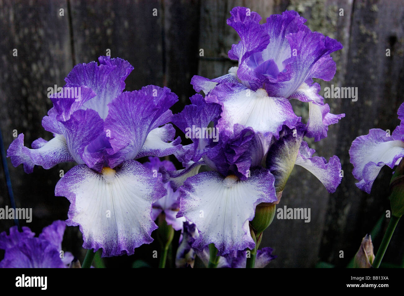 Loop the loop hi-res stock photography and images - Alamy