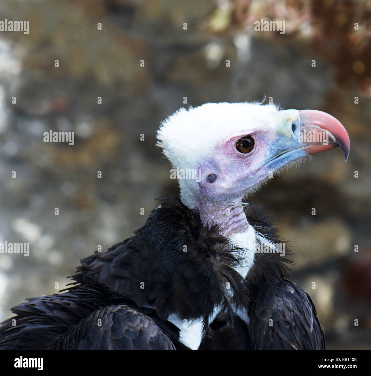 Vulture.White-headed Vulture Adult. Head and shoulders only Stock Photo ...