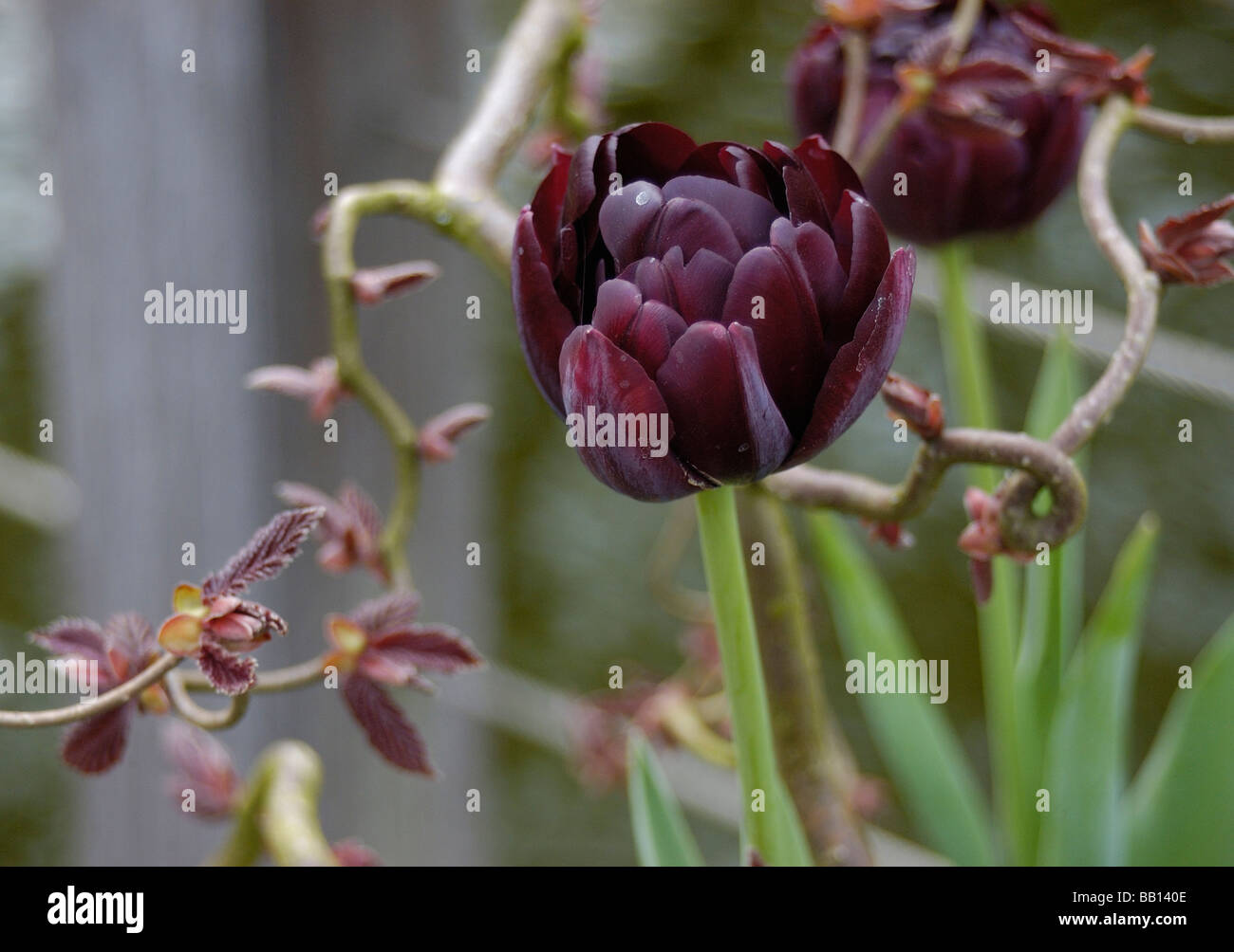 Opening black hi-res stock photography and images - Alamy