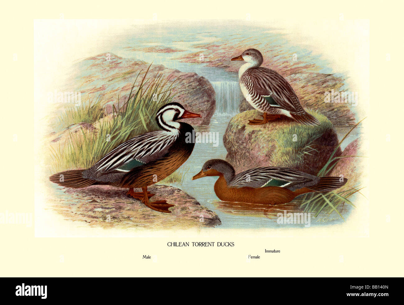 Chilean Torrent Ducks Stock Photo - Alamy