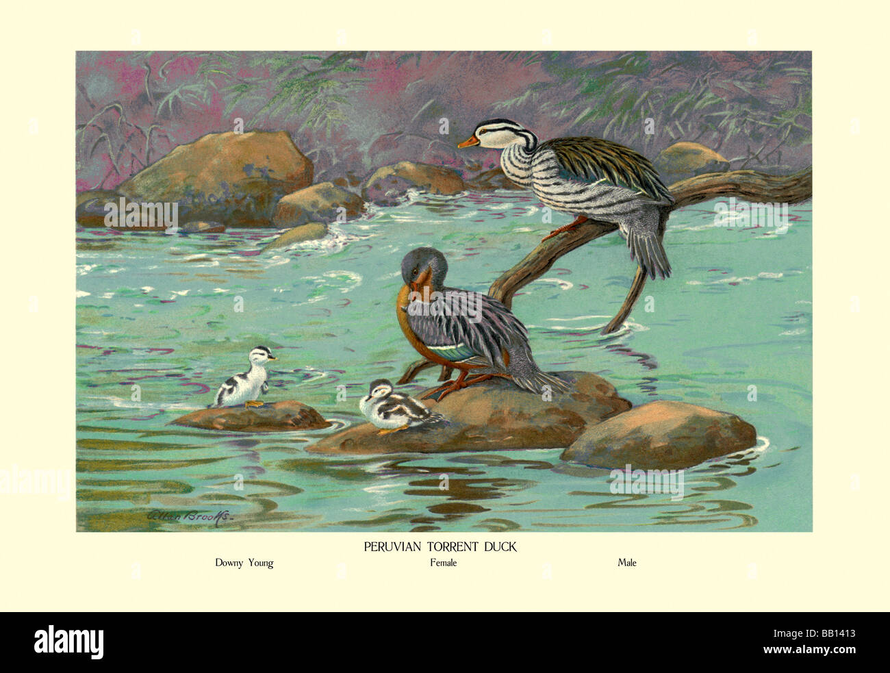 Peruvian Torrent Duck Stock Photo - Alamy