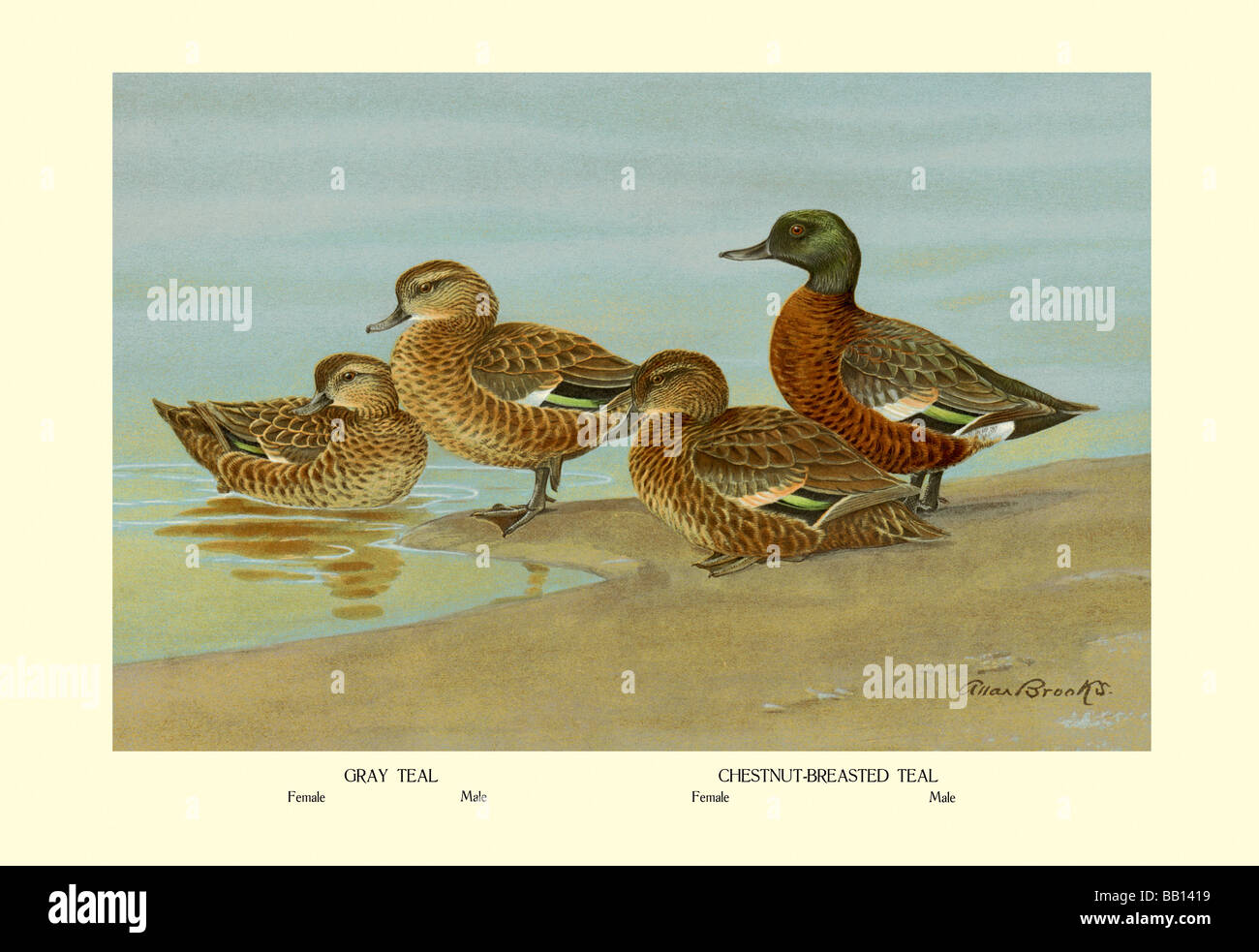 Gray Teal and Chestnut-Breasted Teal Stock Photo - Alamy