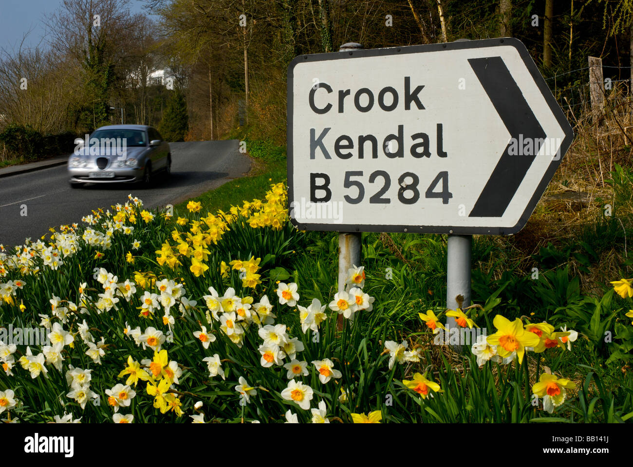 Road sign for Crook and Kendal, surrounded by daffodils, Lake District ...