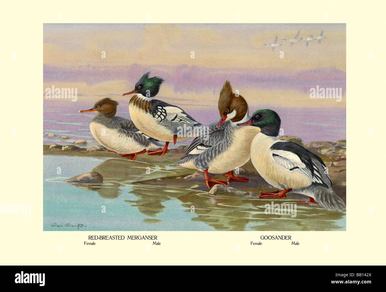 Red-Breasted Merganser and Goosander Stock Photo - Alamy