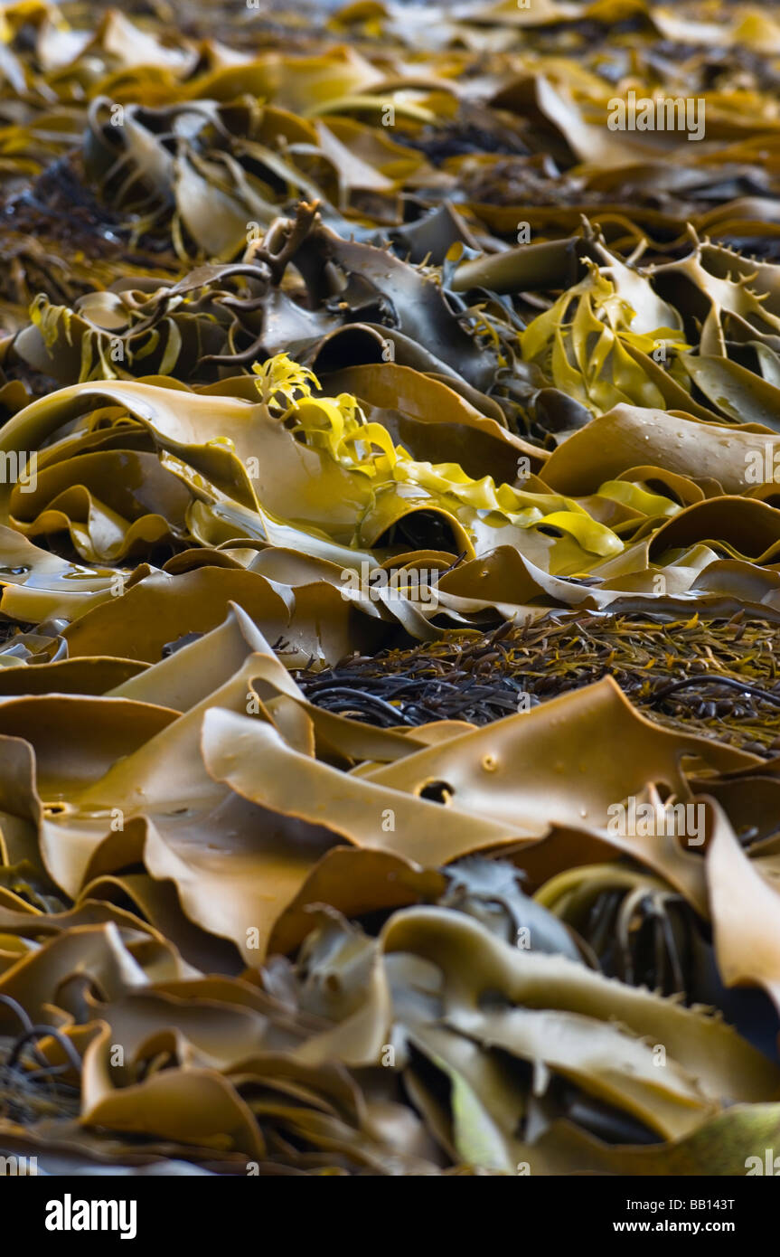 Tasman sea kelp hi-res stock photography and images - Alamy