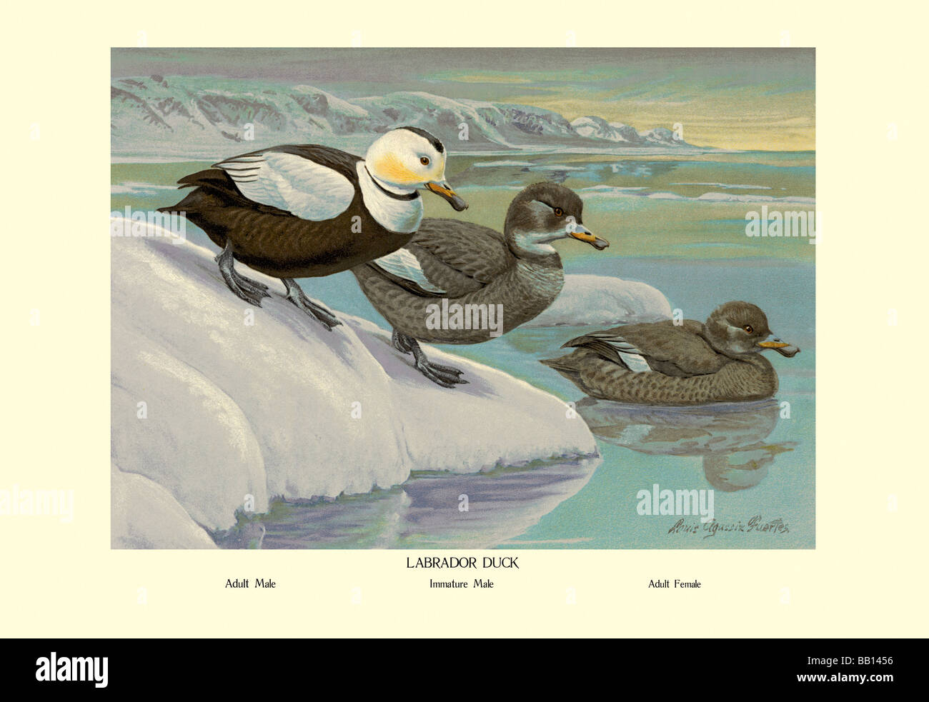 Labrador duck hi-res stock photography and images - Alamy