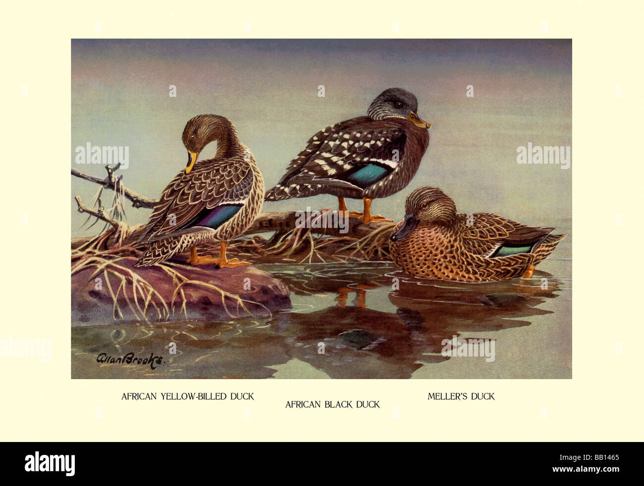 African and Meller's Ducks Stock Photo - Alamy