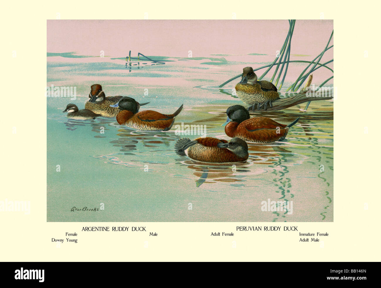 Argentine ruddy duck hi-res stock photography and images - Alamy