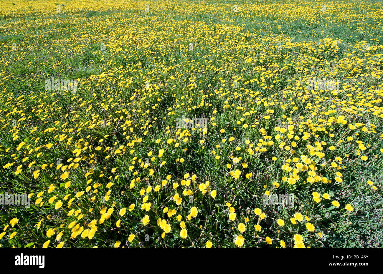 Group field dandelions spring hi-res stock photography and images - Alamy