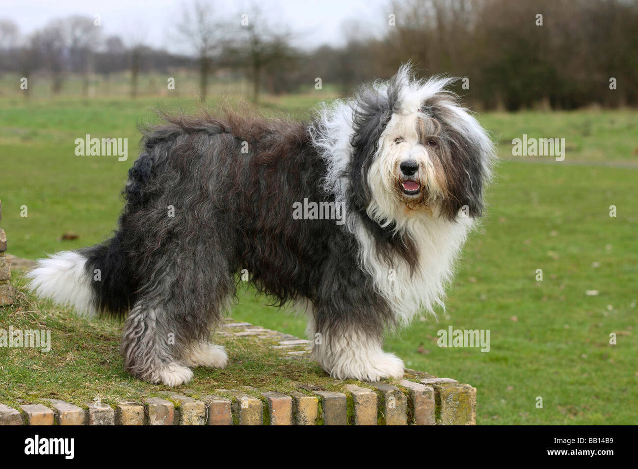 Bobtail Old English Sheepdog side Stock Photo - Alamy