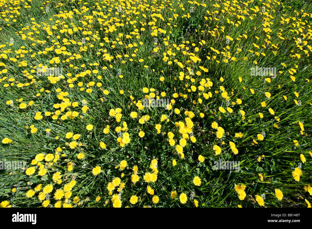 Green field dandelions plants hi-res stock photography and images - Alamy