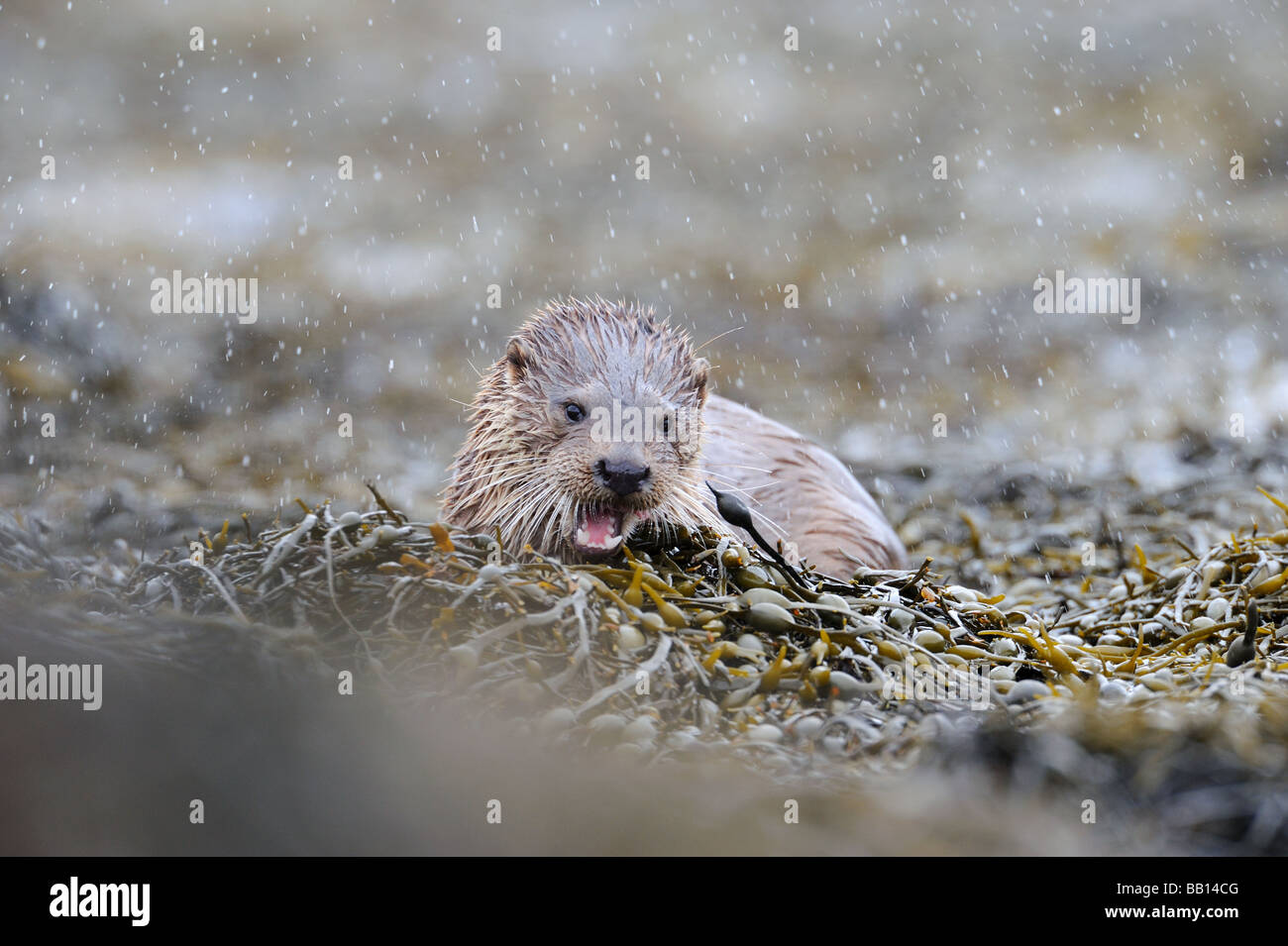 An Otter in the rain along the shoreline of a loch on the Isle of Mull ...
