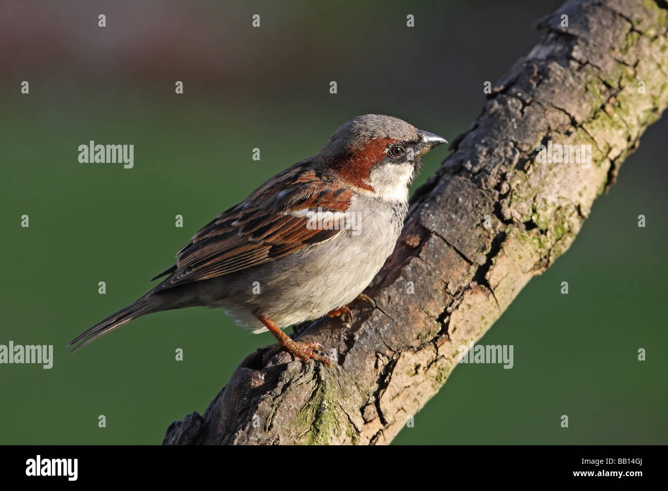 Male House Sparrow Passer domesticus UK Stock Photo - Alamy