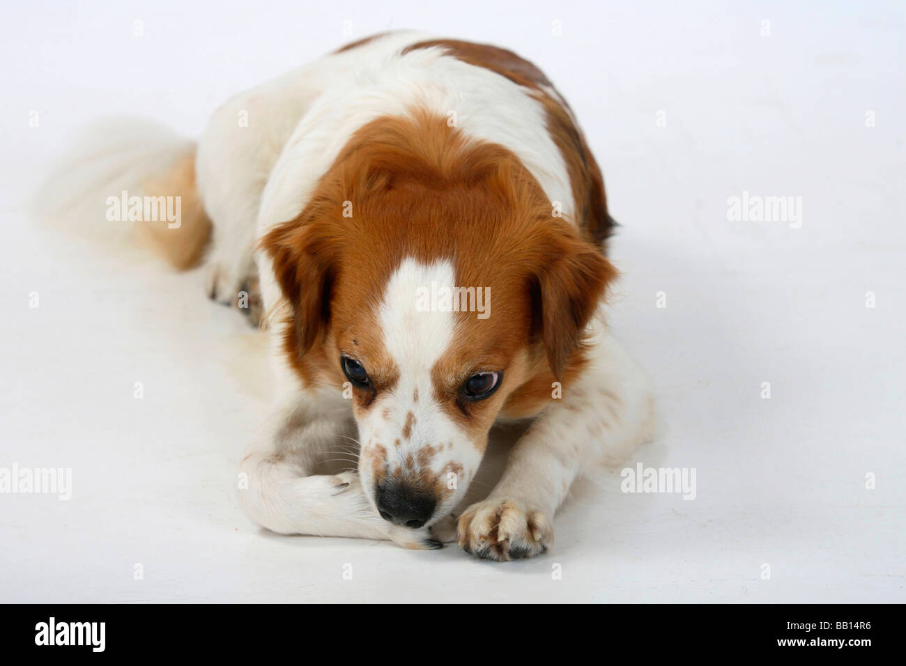 Gnawing hi-res stock photography and images - Alamy