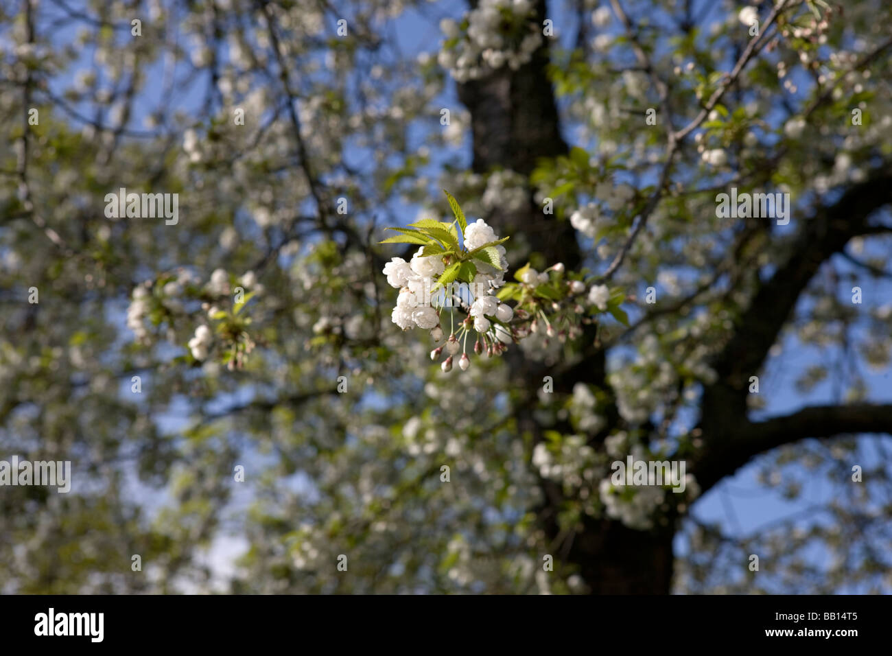 Prunus avium plena blossom hi-res stock photography and images - Alamy