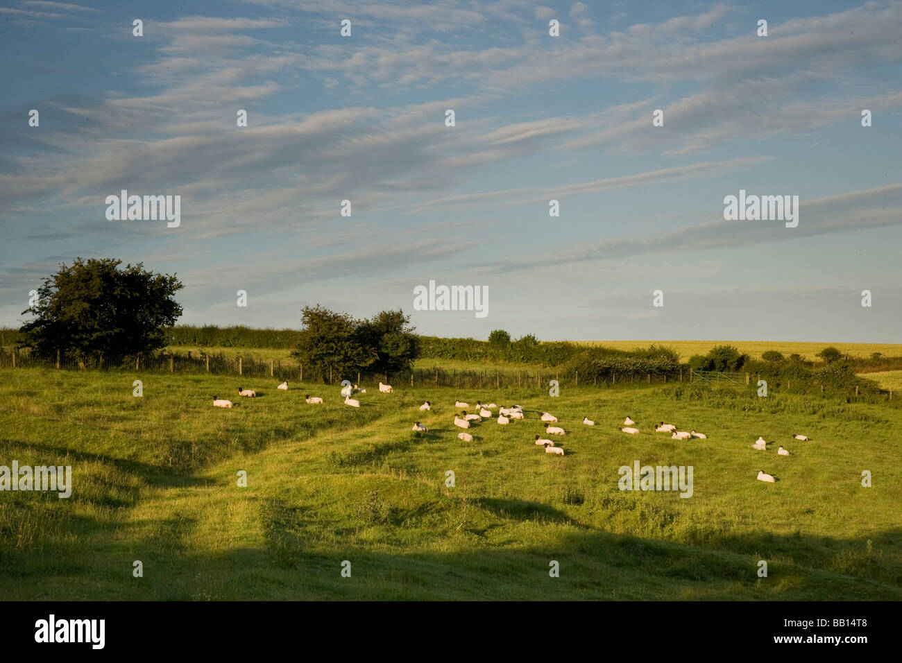 The Meon Valley at sunrise in summer Stock Photo - Alamy