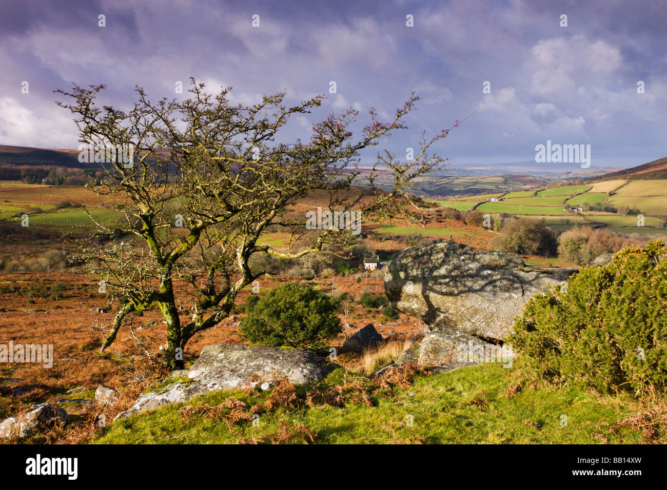 Blackthorn tree hi-res stock photography and images - Alamy