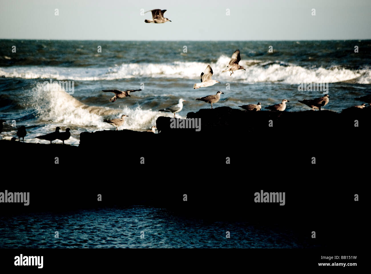 Wave and gulls hi-res stock photography and images - Alamy