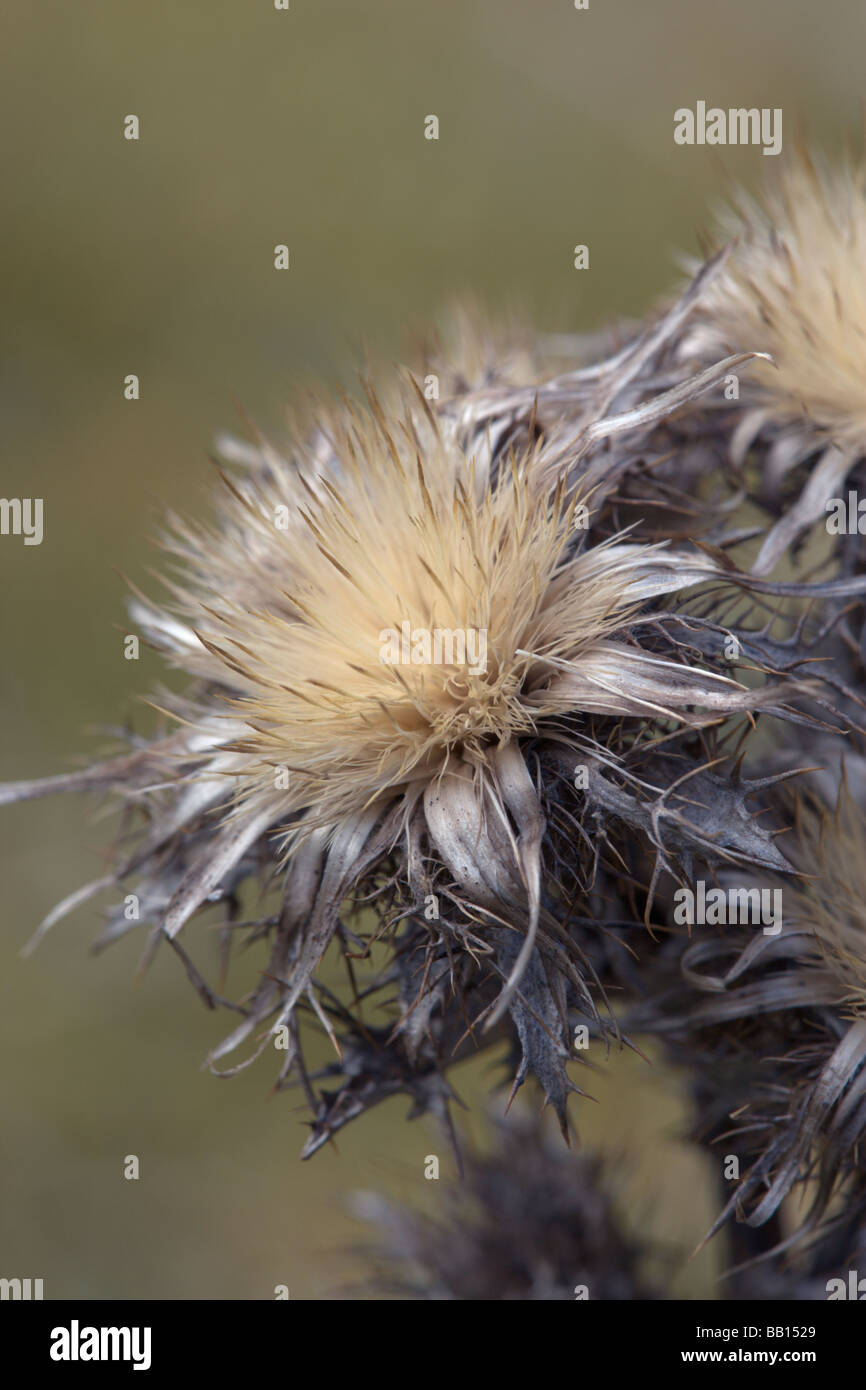 Slender Thistle Carduus tenuiflorus seed heads Stock Photo - Alamy