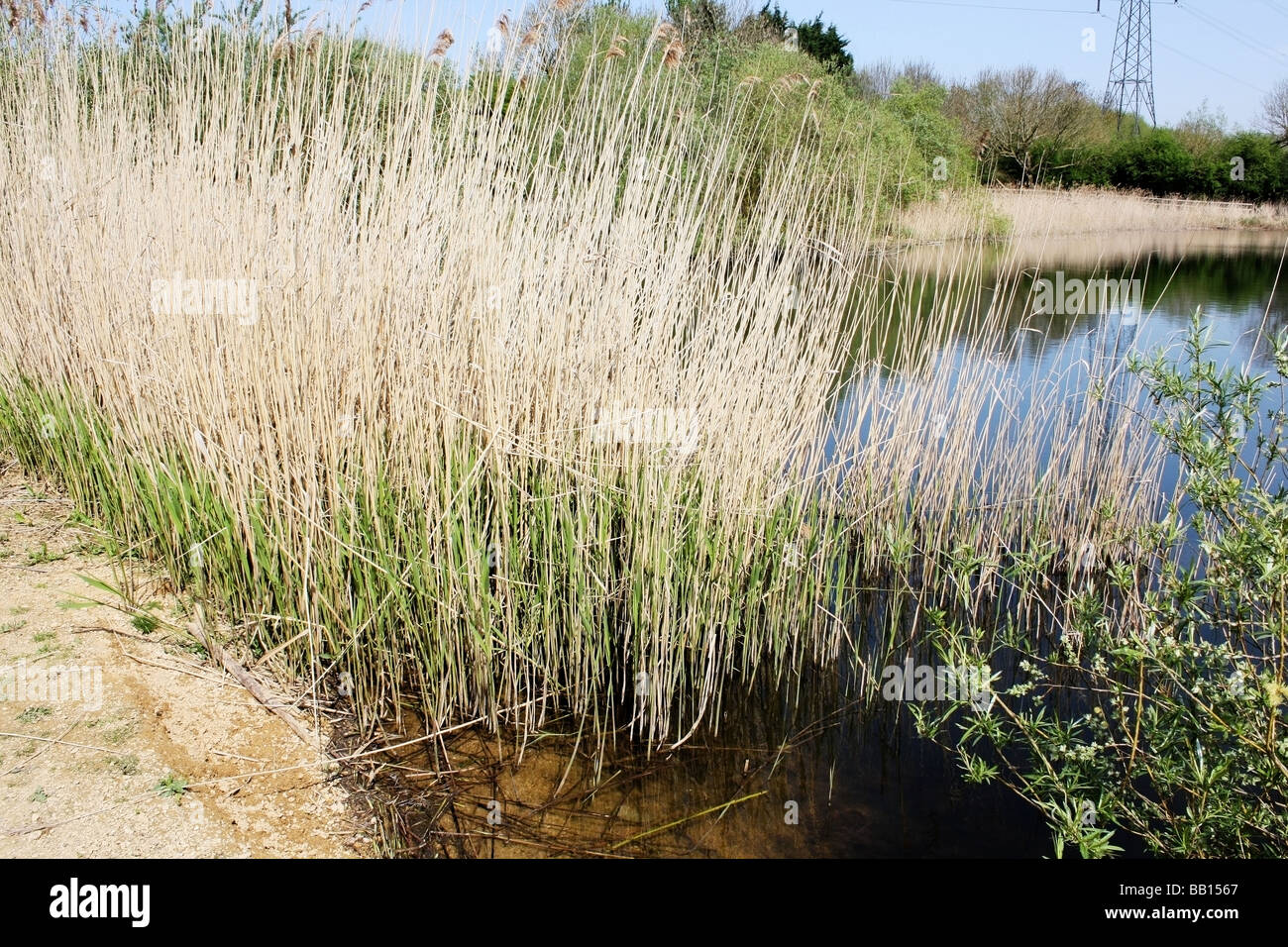 Restored ecology hi-res stock photography and images - Alamy