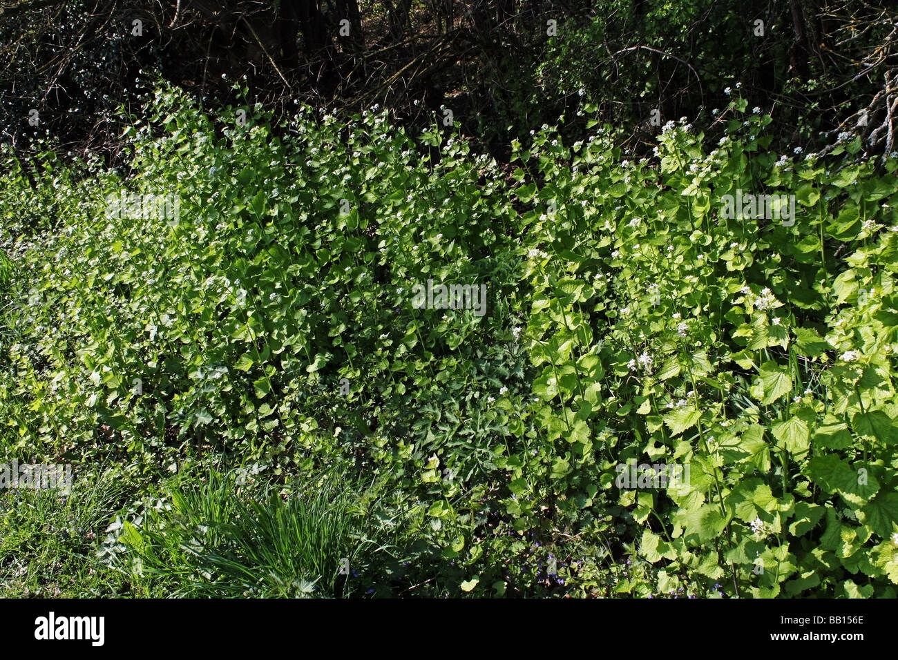Wild plants on the side of a foot path Stock Photo - Alamy