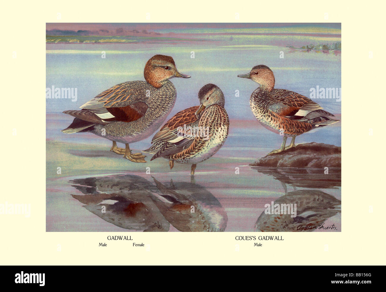 Gadwall feathers hi-res stock photography and images - Alamy