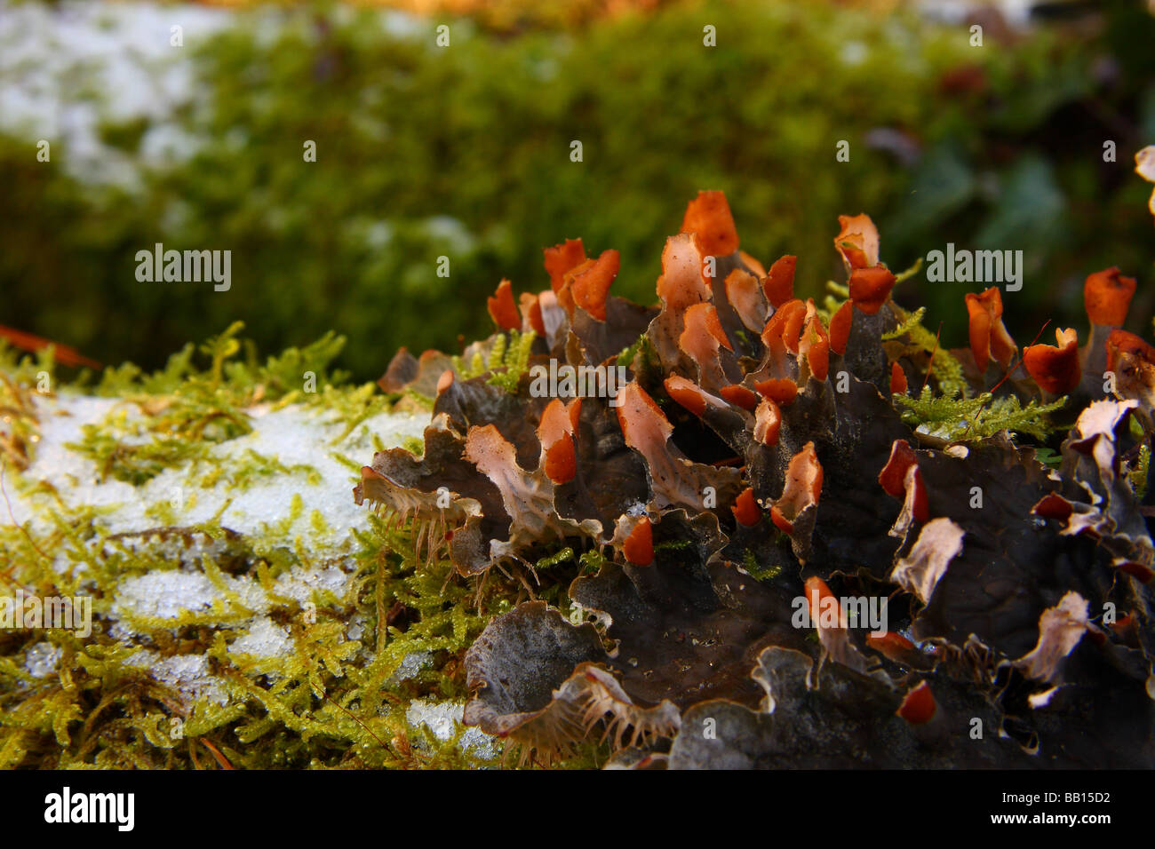 Dog lichen hi-res stock photography and images - Alamy