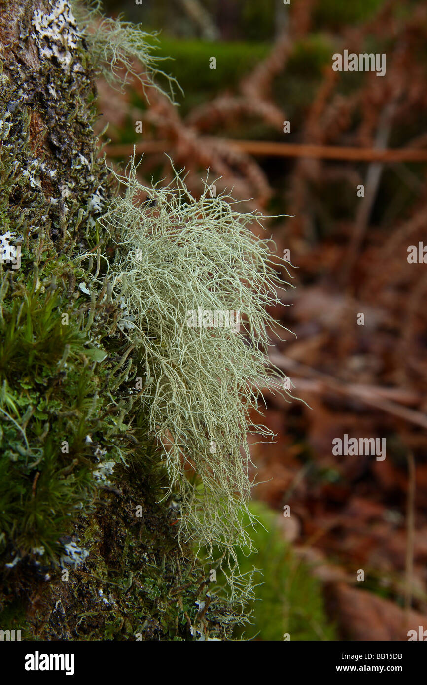 Usnea ceratina litchen at the base of a tree. Limousin. France Stock ...