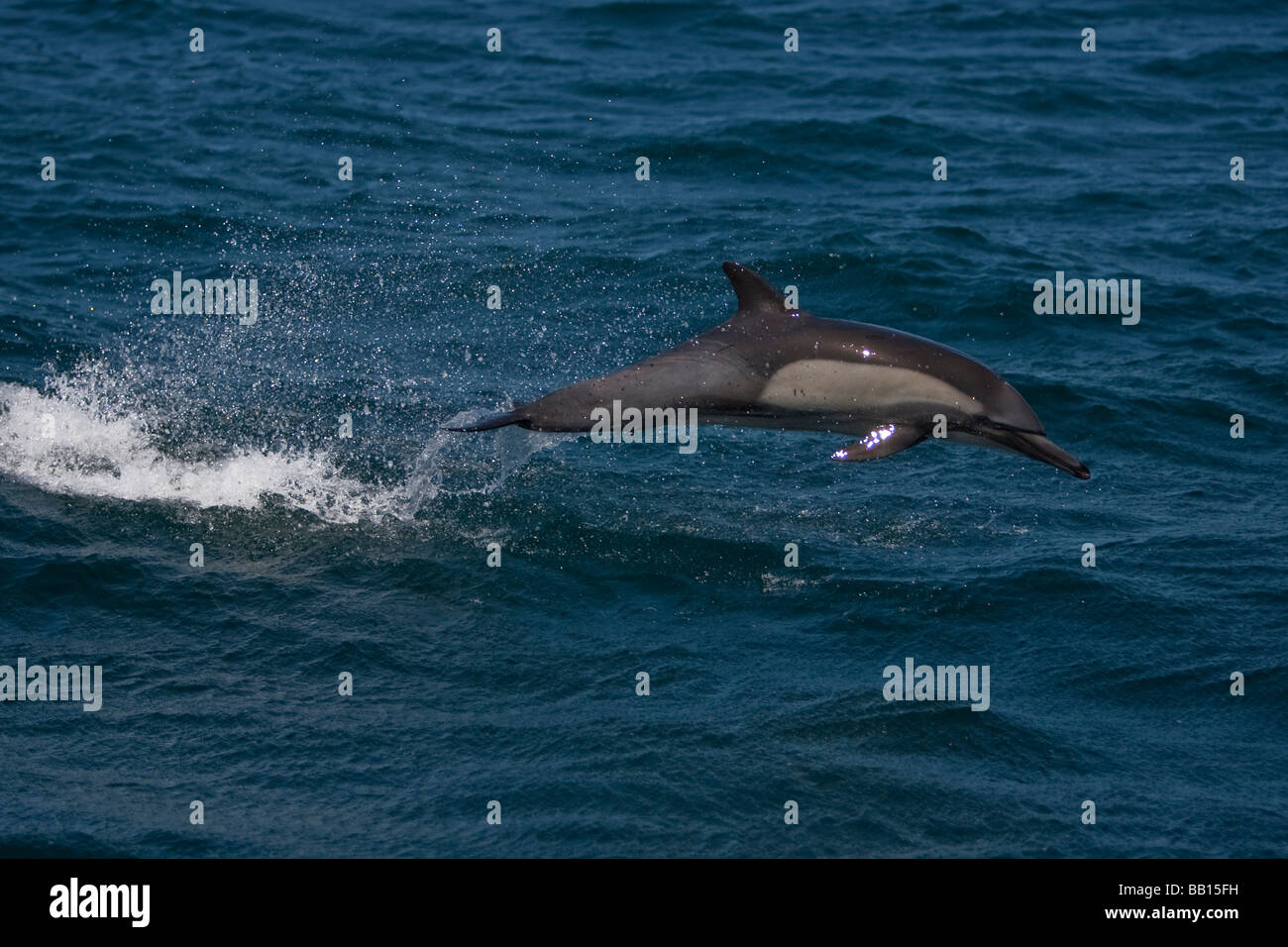 Kapdelfin Long beaked Common Dolphin Delphinus capensis leaping Baja ...